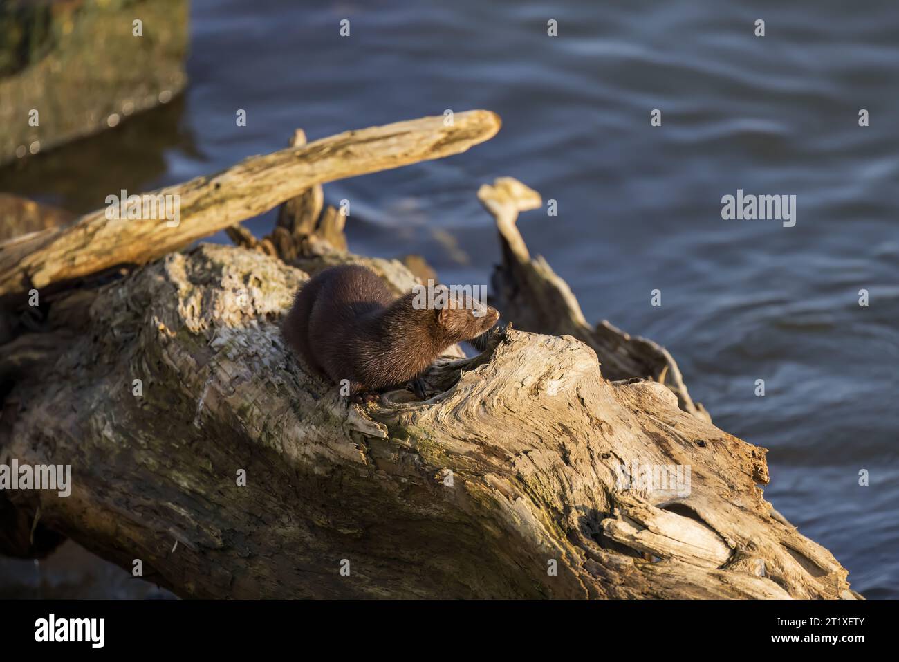 American mink (Neovison vison) on the hunt on the lake Michigan Stock ...