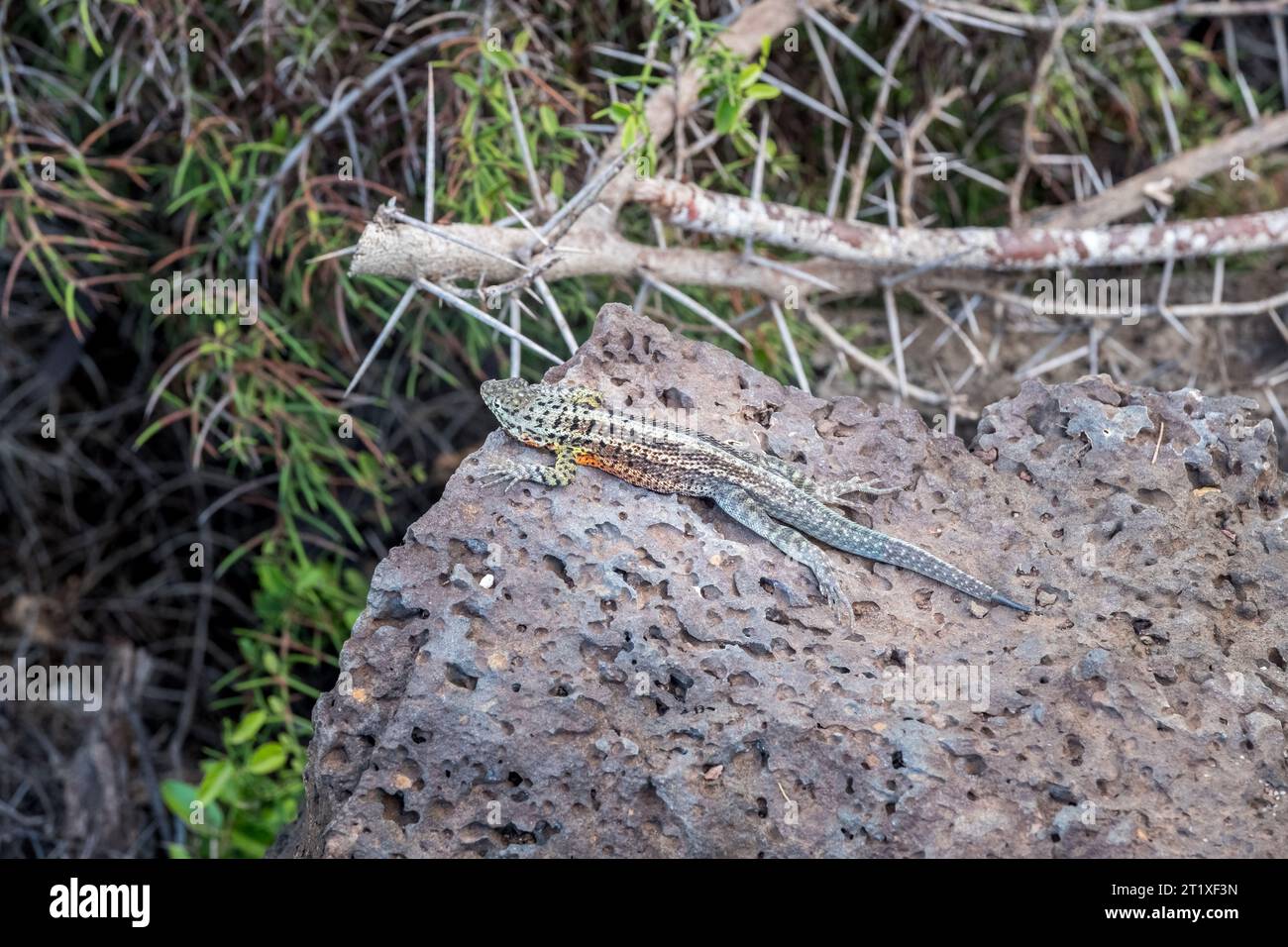 small green and black lizard on some reddish rocks, in the Galapagos ...