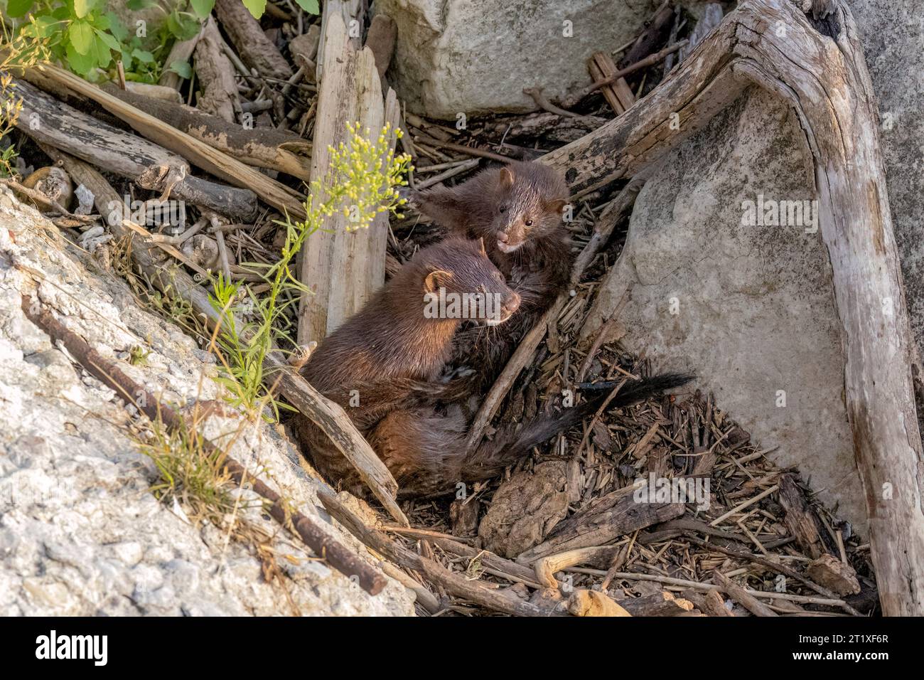 North american mink animals natural hi-res stock photography and images ...