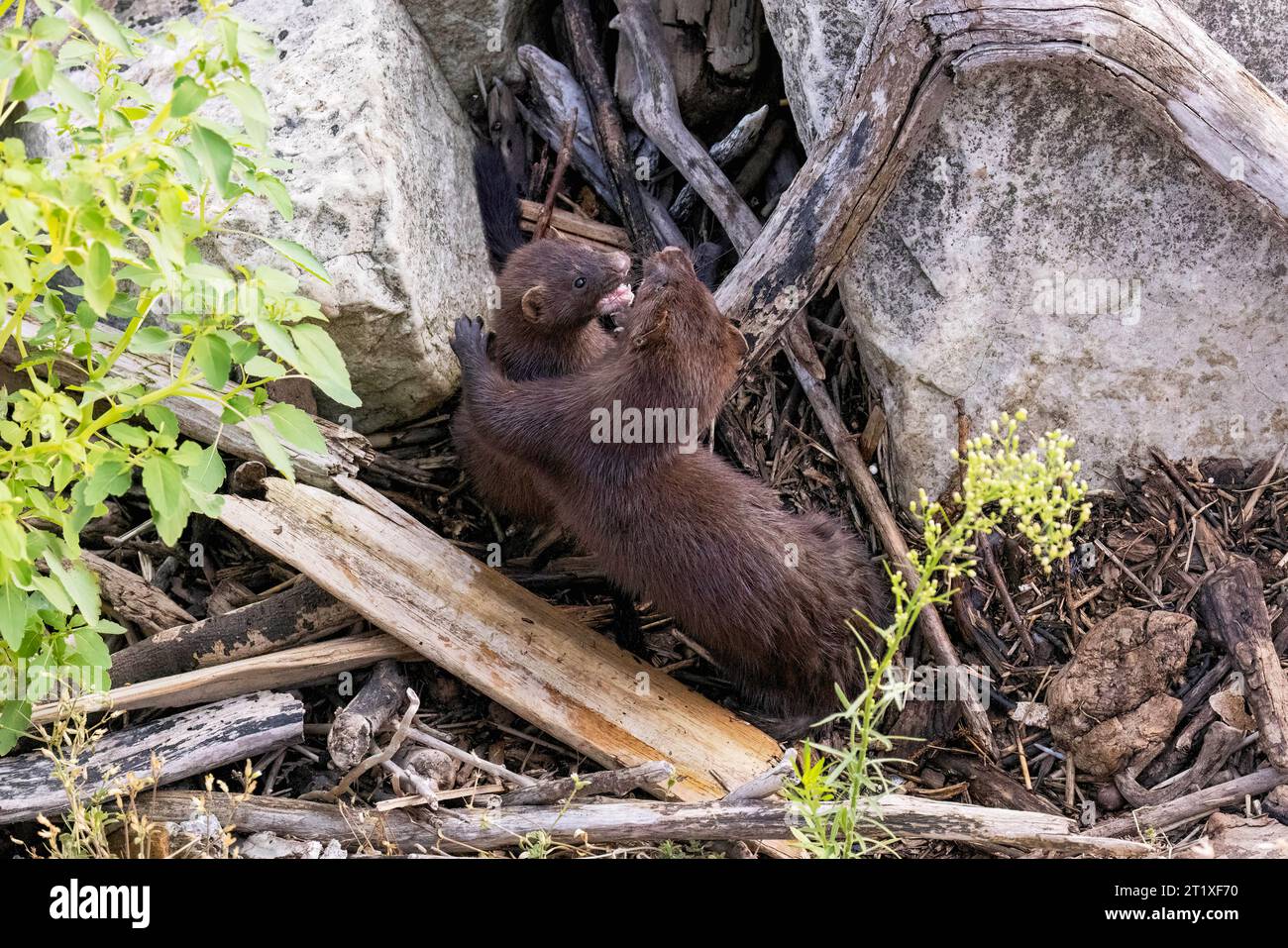 American mink (Neovison vison),young minks at play Stock Photo - Alamy