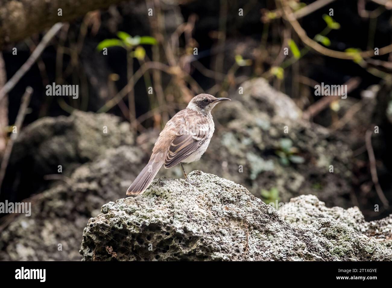 small mocking bird or Mimus parvulus under the mangroves in Las Ninfas ...