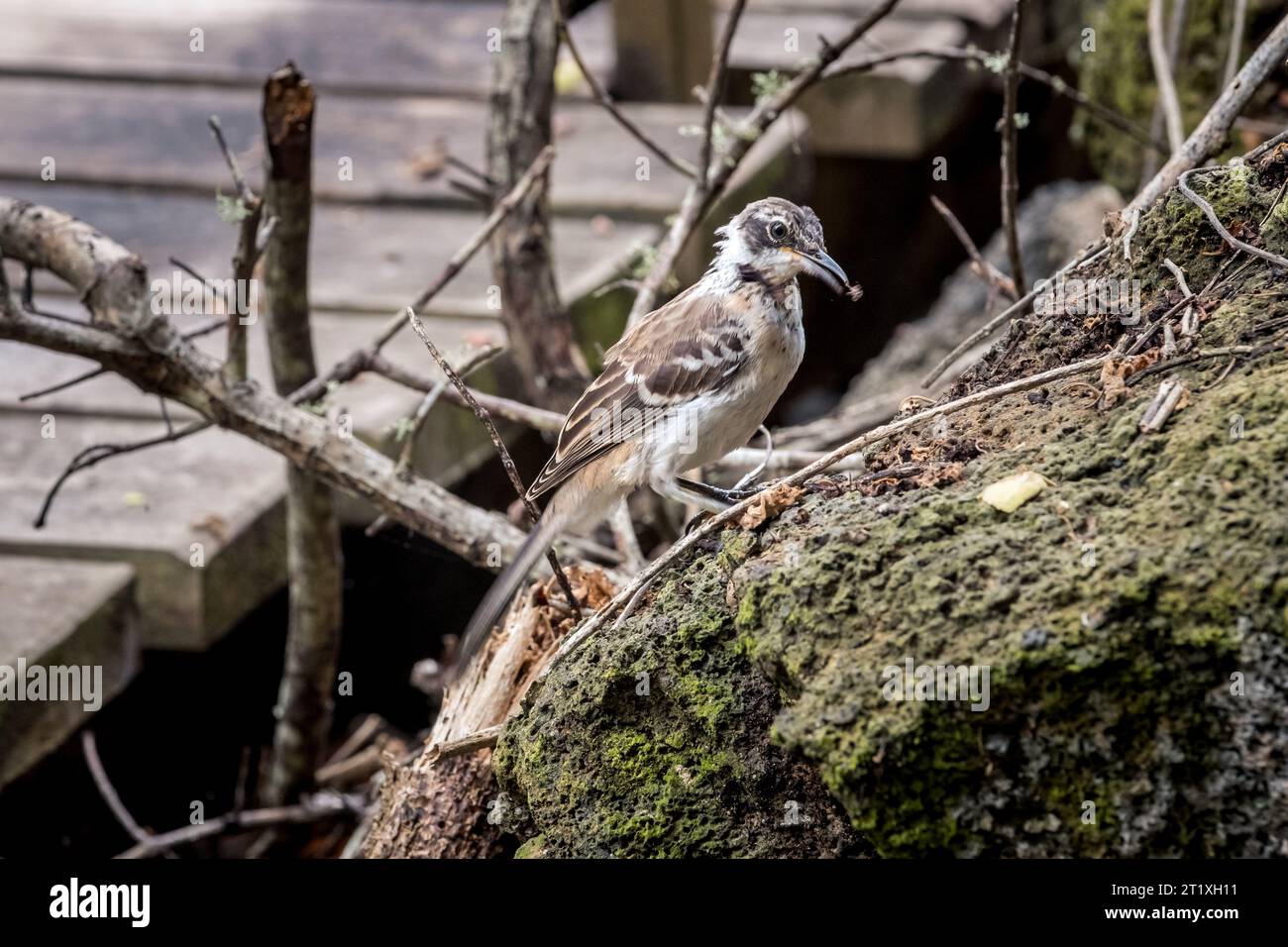 small mocking bird or Mimus parvulus under the mangroves in Las Ninfas ...