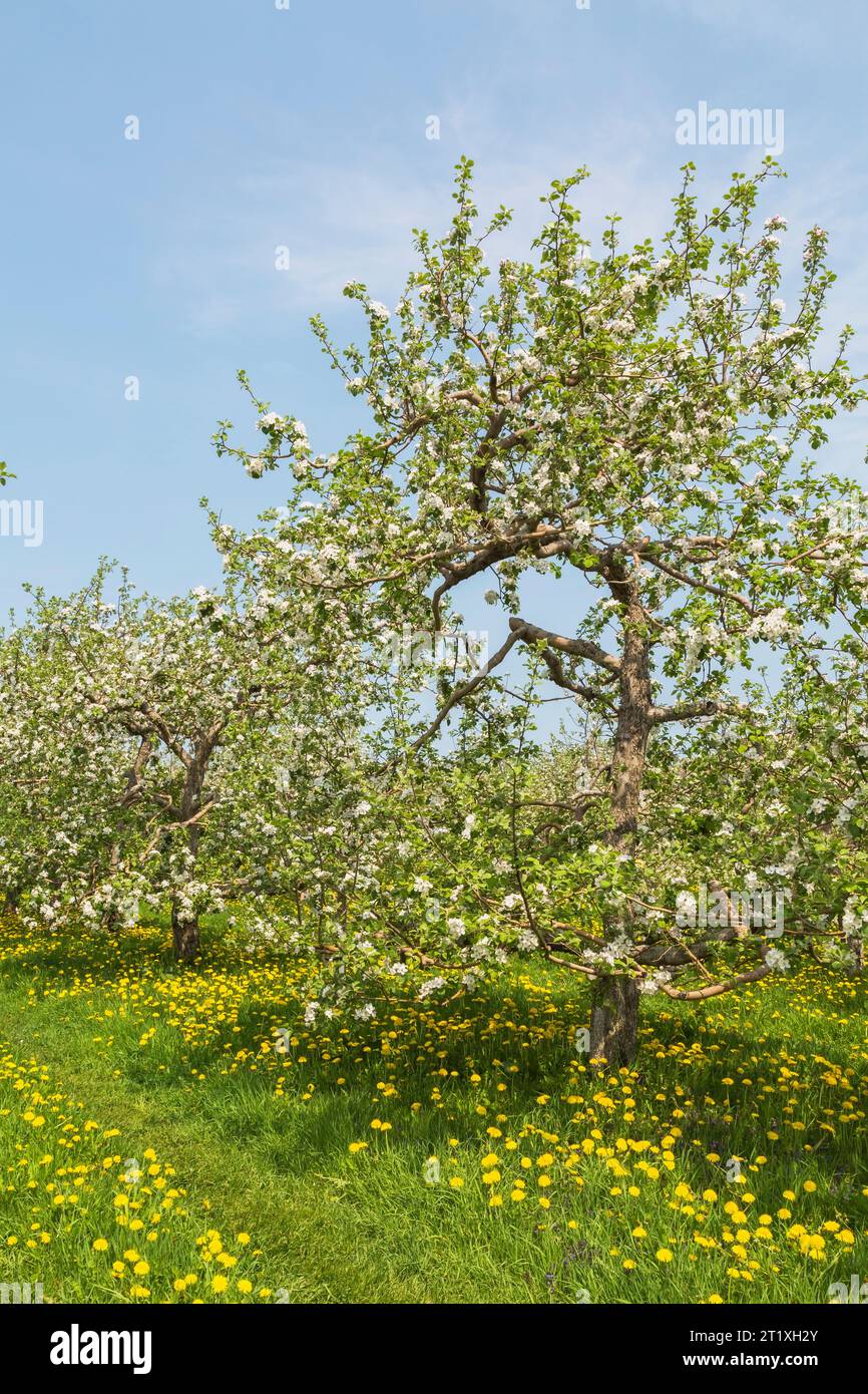 Apple trees in bloom cultivated hi-res stock photography and images - Alamy