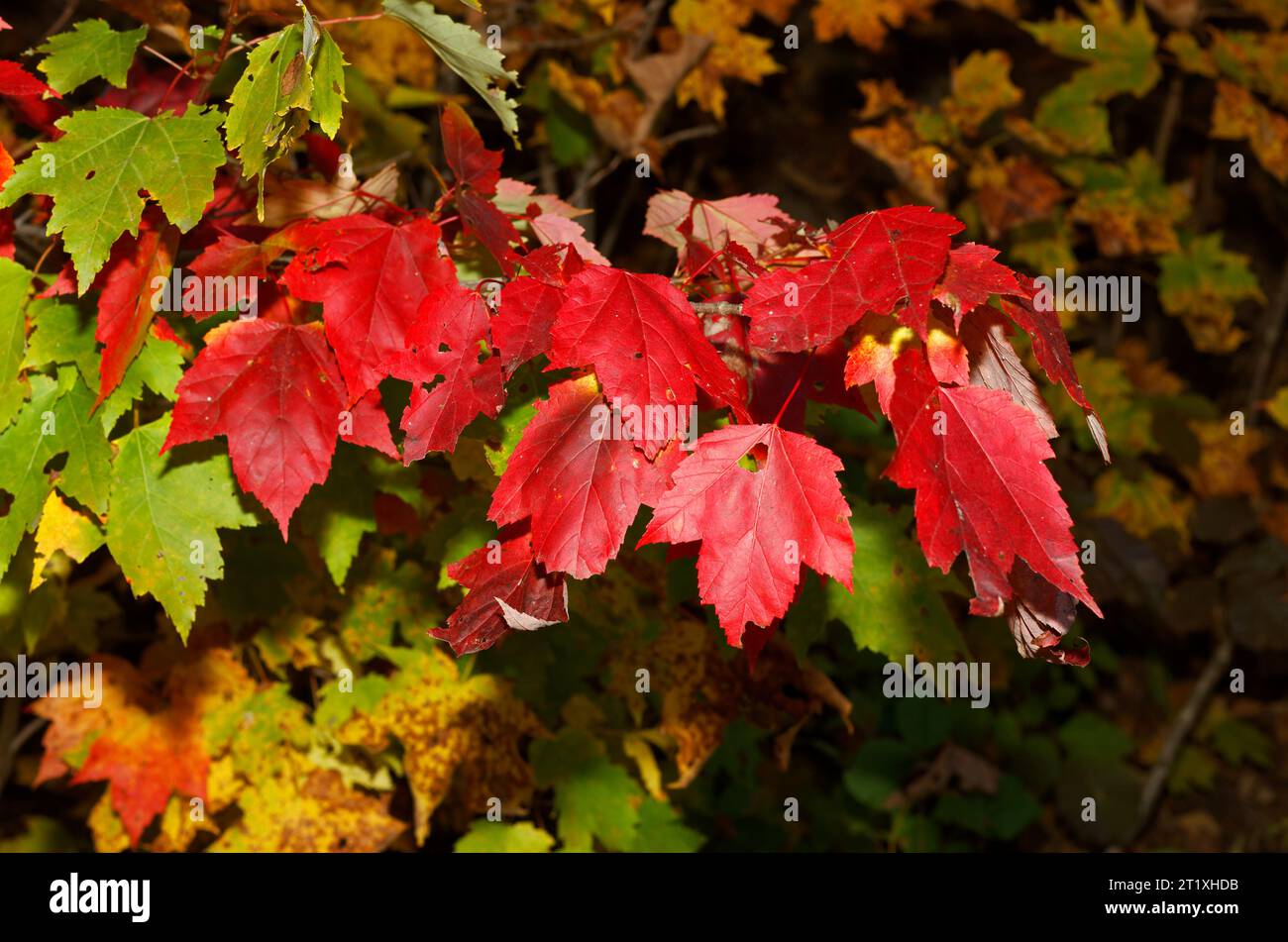 Maple leaves turning red in the Autumn. Quebec,Canada Stock Photo - Alamy