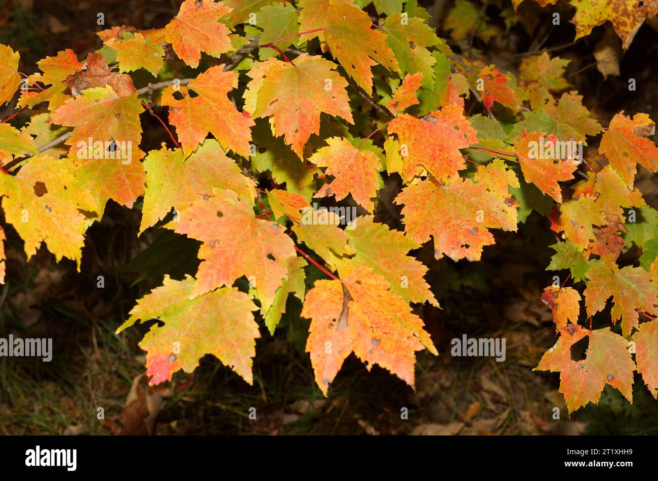 Maple leaves changing colors in the Autumn. Quebec,Canada Stock Photo - Alamy