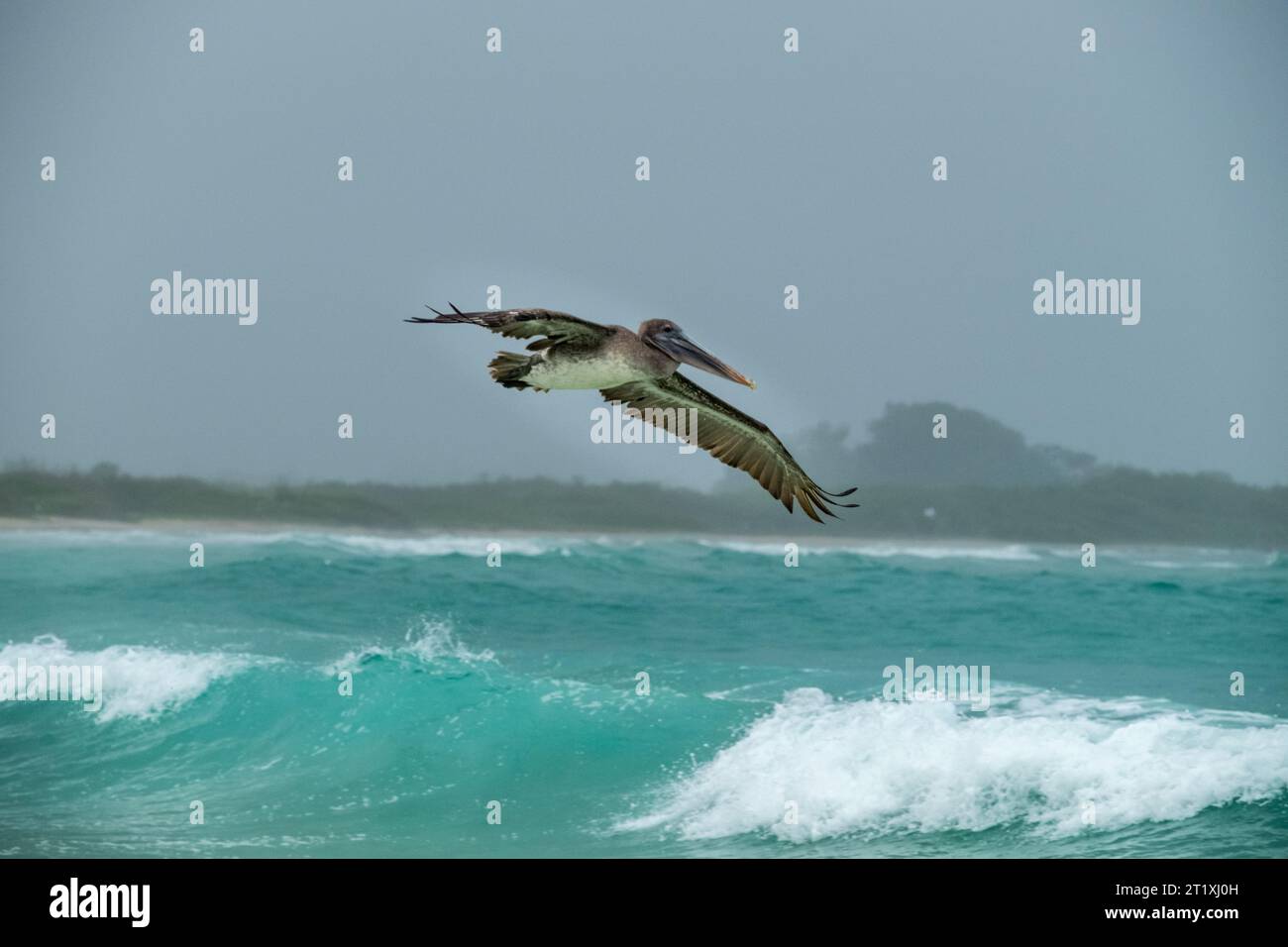 Pelicano tour hi-res stock photography and images - Alamy
