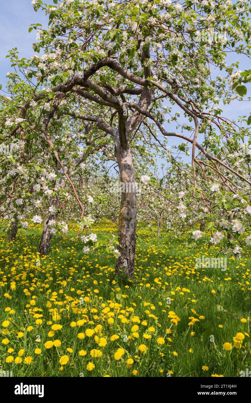 Malus domestica - Apple tree in bloom in orchard in spring Stock Photo ...