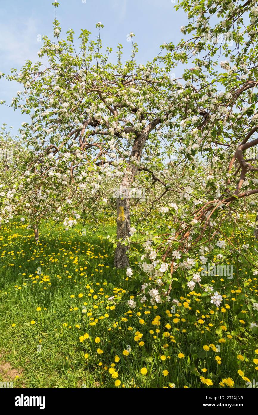 Weeds in apple orchard hi-res stock photography and images - Alamy
