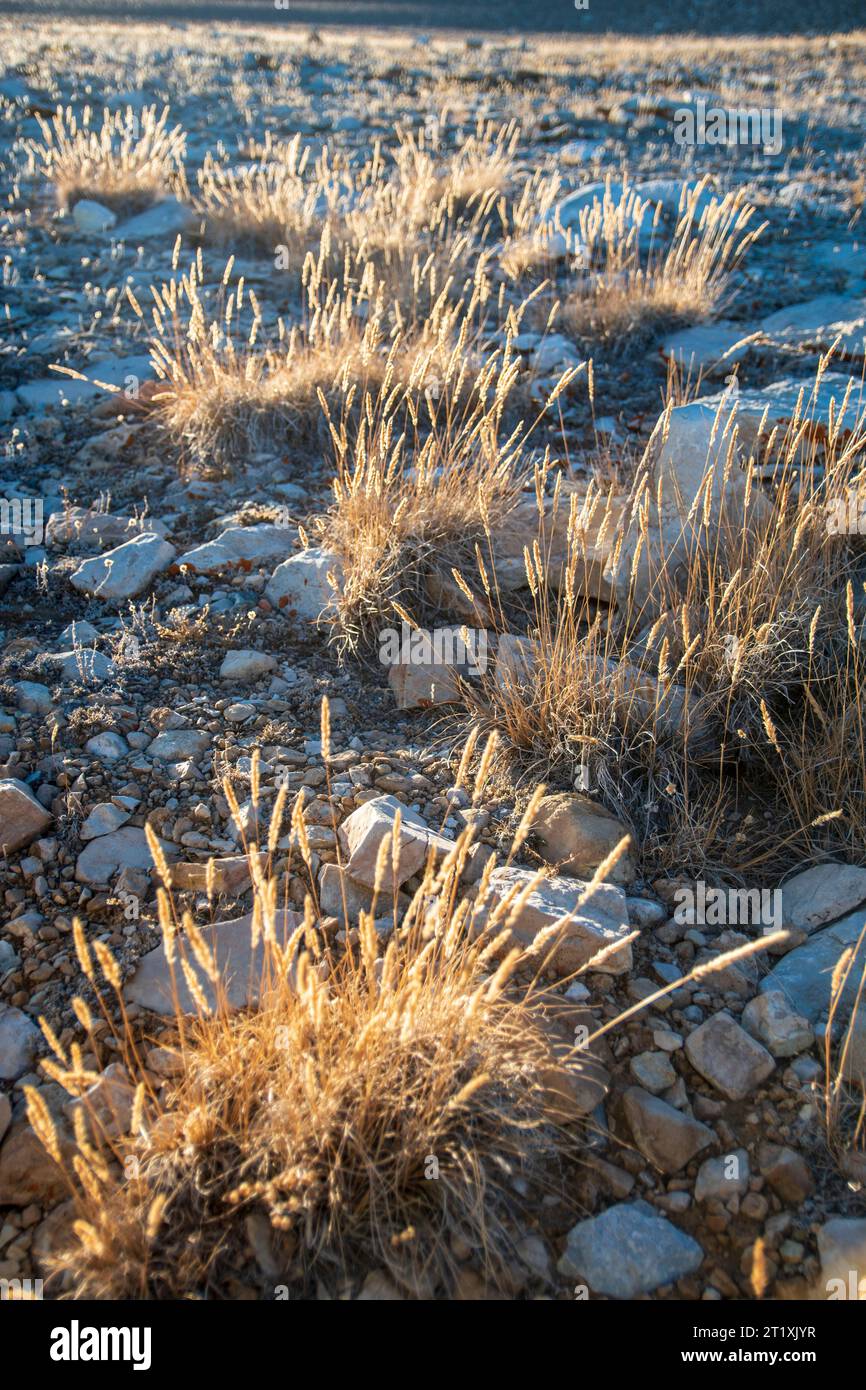 The spine of the White Mountains near Bishop, Inyo County, CA, feature ...