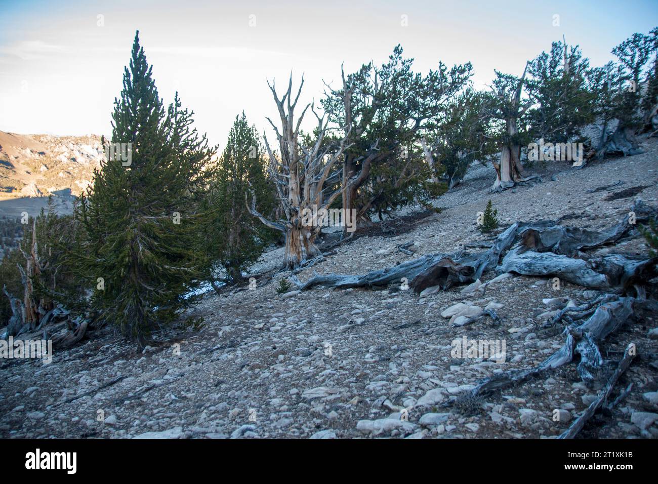 The spine of the White Mountains near Bishop, Inyo County, CA, feature ...