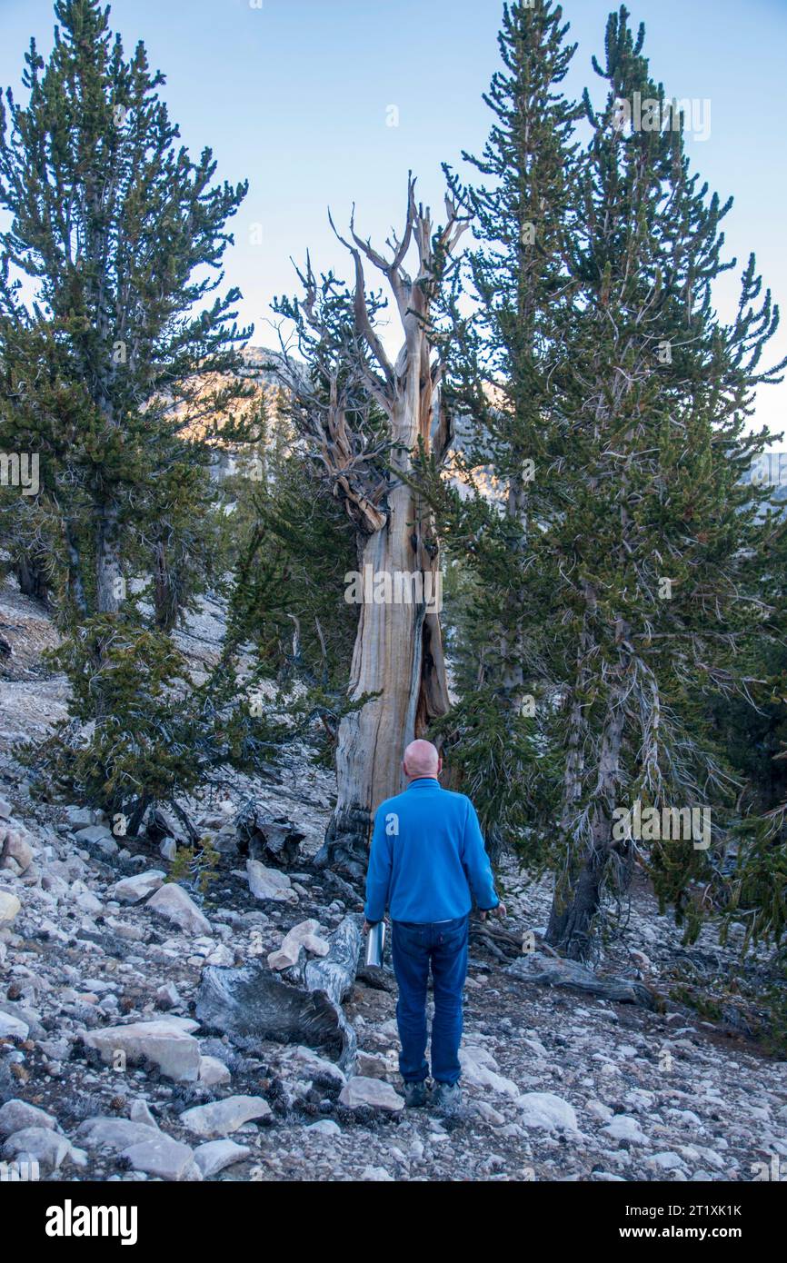 The spine of the White Mountains near Bishop, Inyo County, CA, feature ...