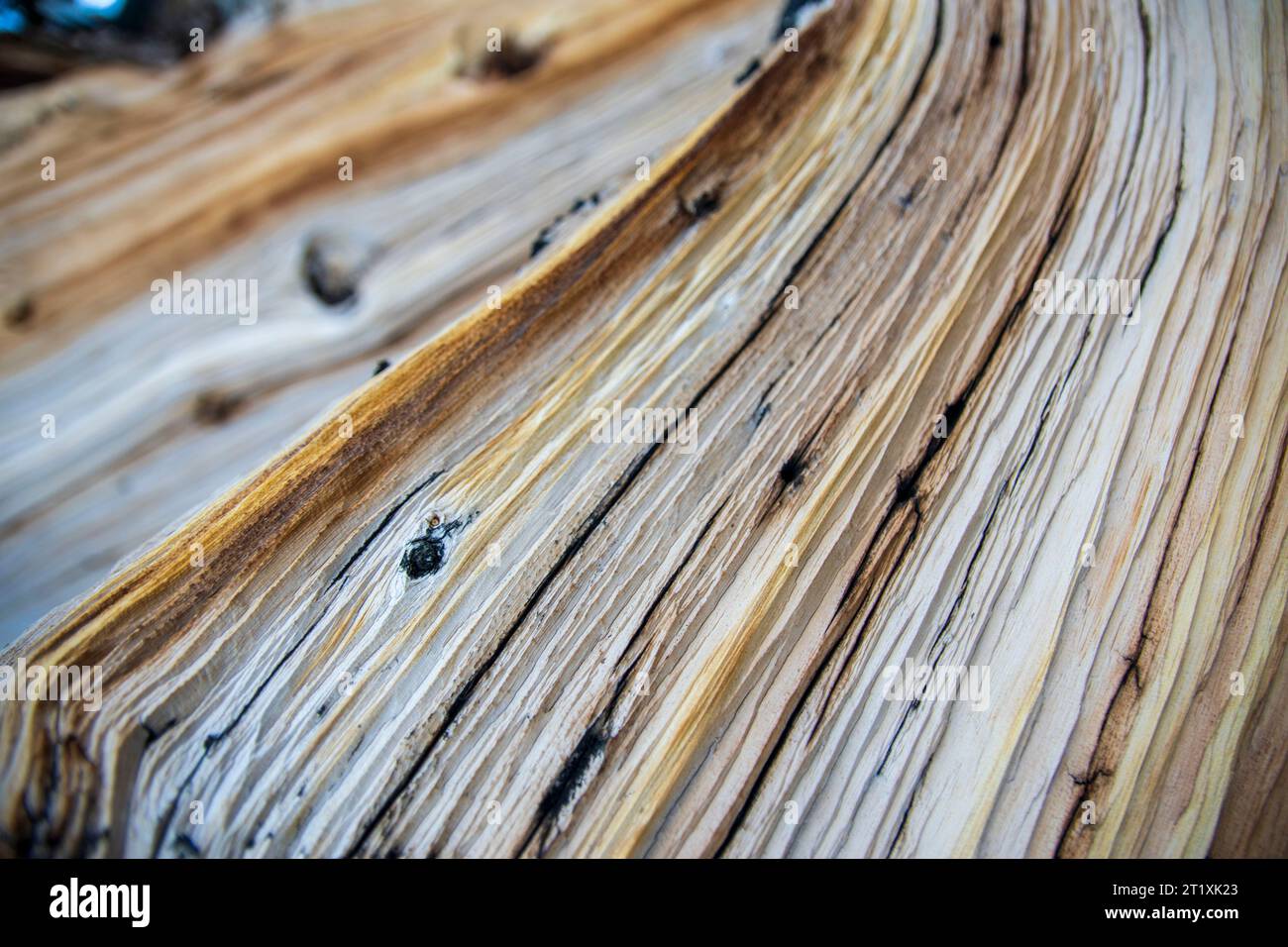 The spine of the White Mountains near Bishop, Inyo County, CA, feature ...
