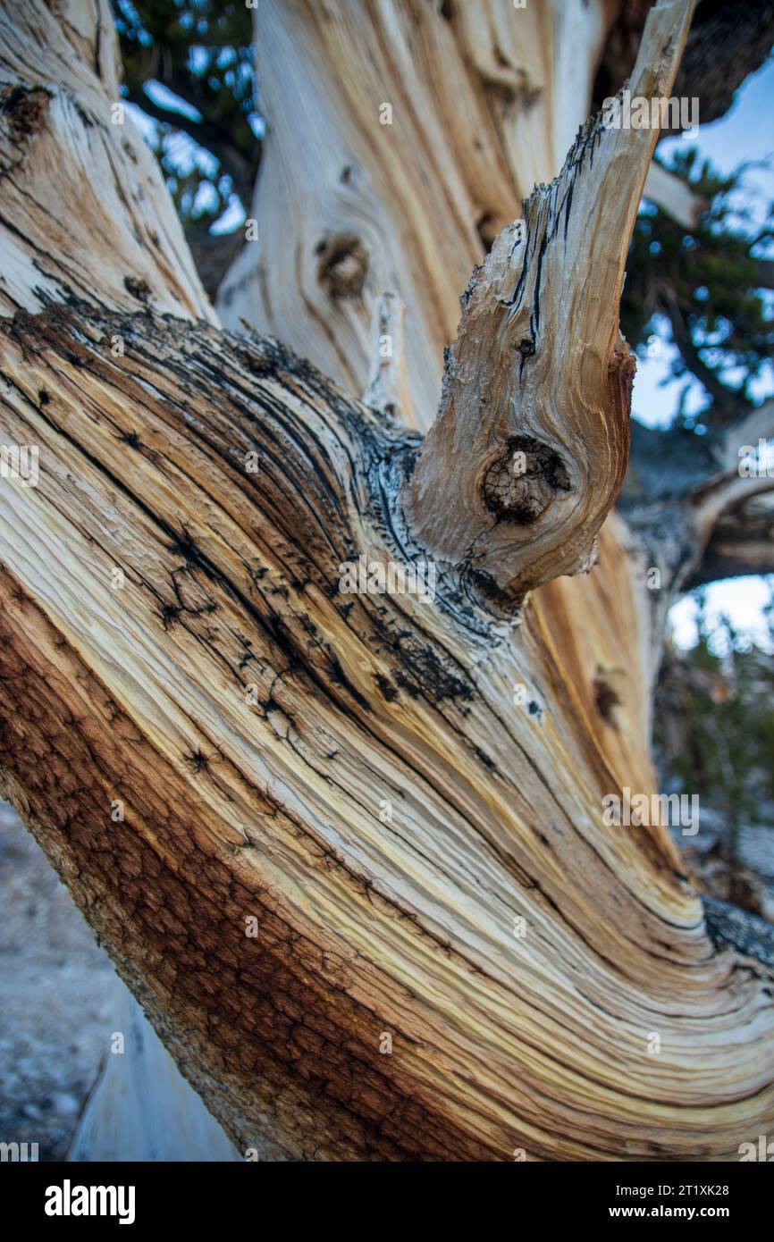 The spine of the White Mountains near Bishop, Inyo County, CA, feature ...