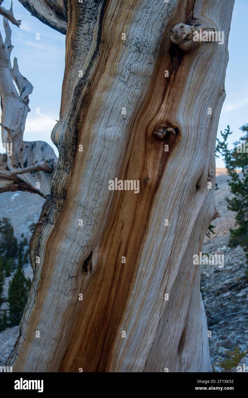 The spine of the White Mountains near Bishop, Inyo County, CA, feature ...