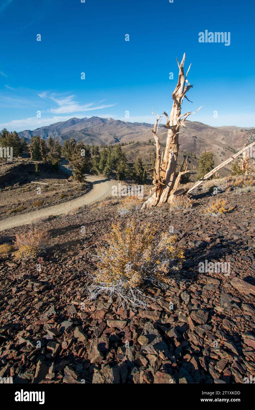 The spine of the White Mountains near Bishop, Inyo County, CA, feature ...