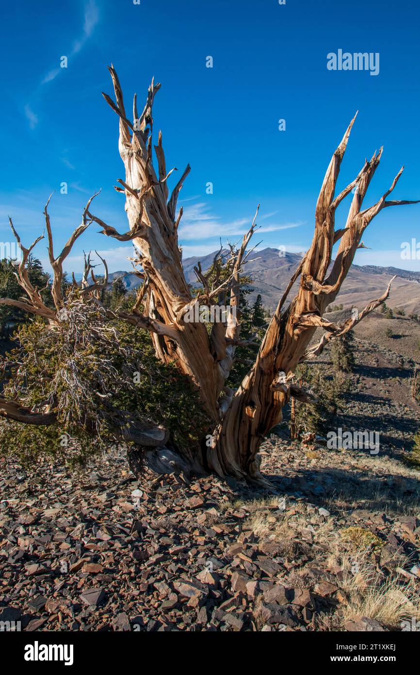 The spine of the White Mountains near Bishop, Inyo County, CA, feature ...
