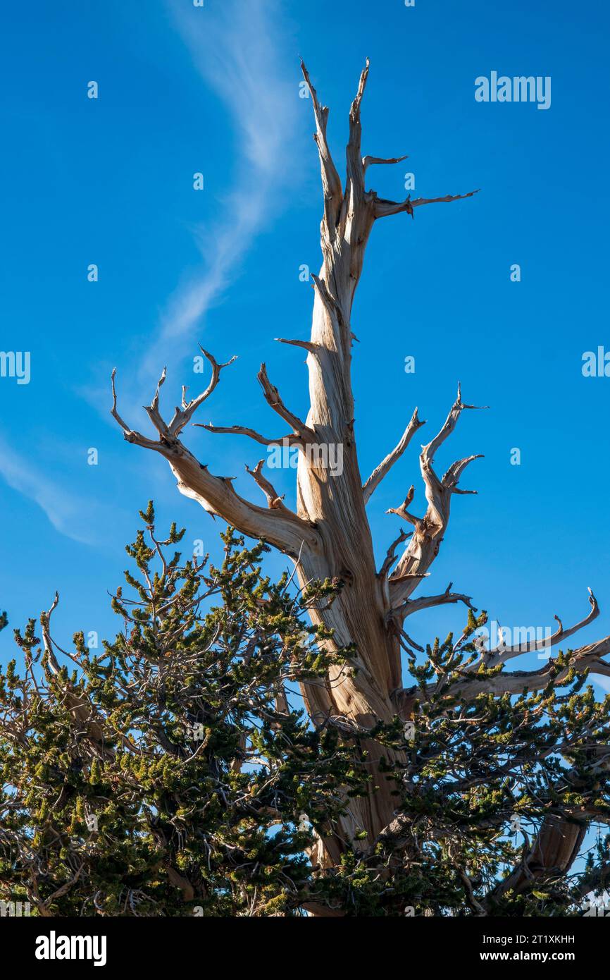 The spine of the White Mountains near Bishop, Inyo County, CA, feature ...