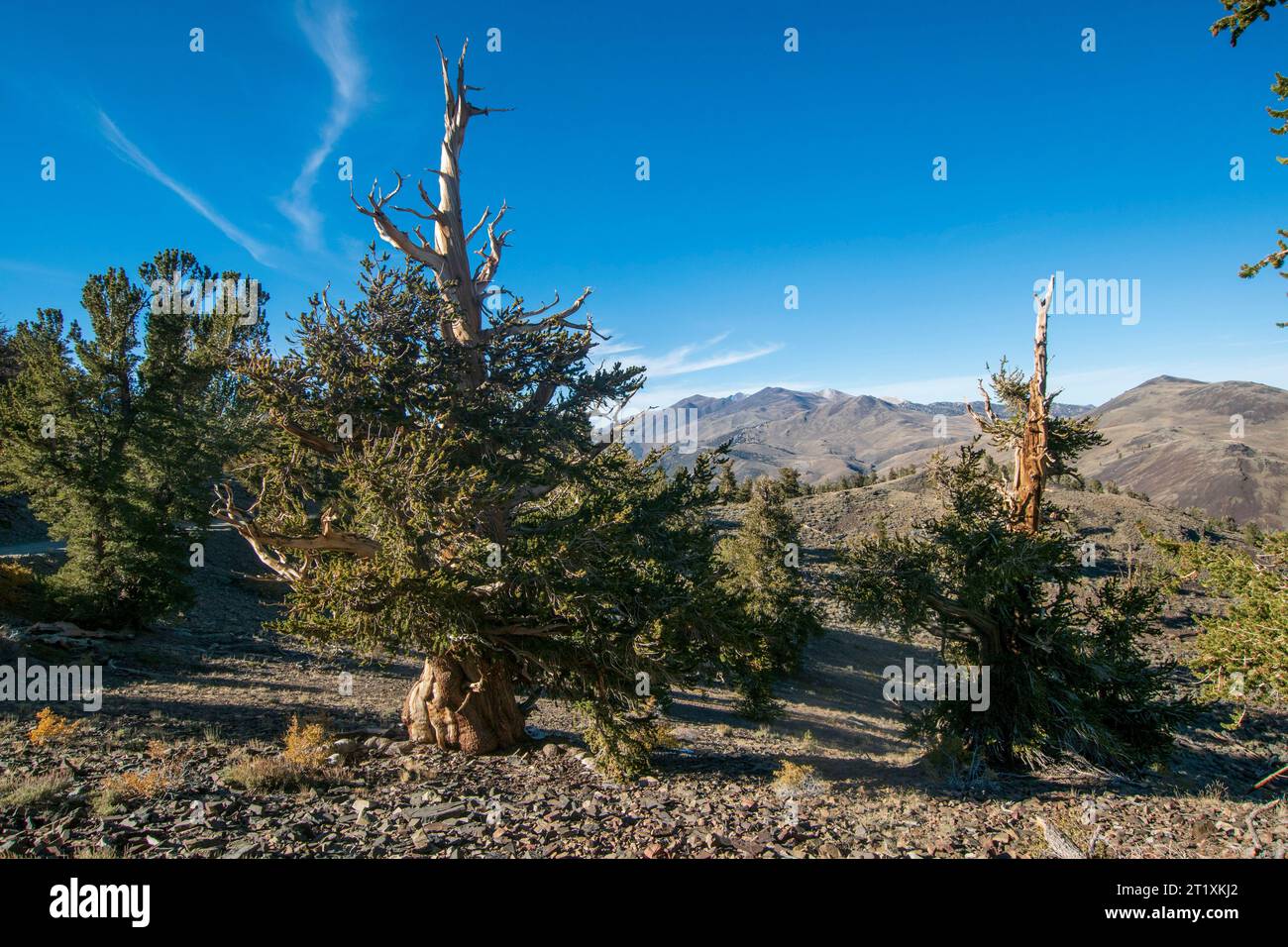 The spine of the White Mountains near Bishop, Inyo County, CA, feature ...