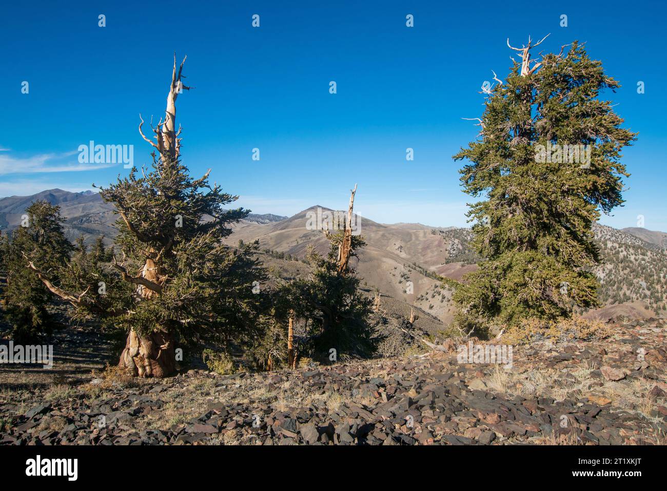 The spine of the White Mountains near Bishop, Inyo County, CA, feature ...