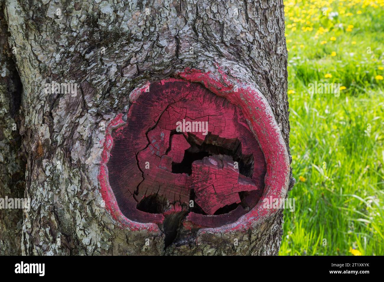 Malus domestica - Apple tree trunk with red painted callus growth ...