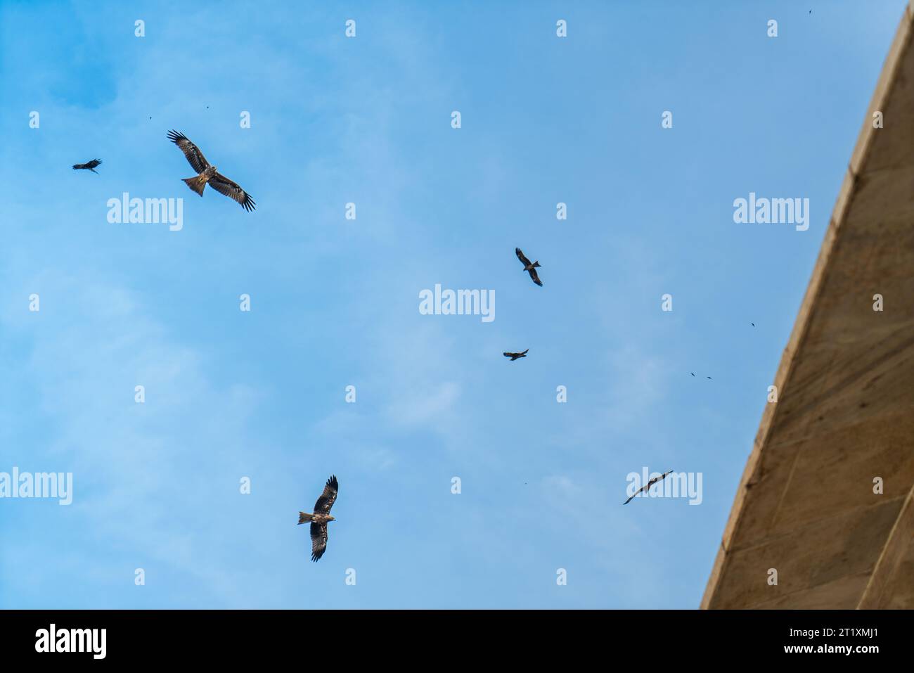 There is a flock of eagles over the Red Fort. Uttar Pradesh, India ...