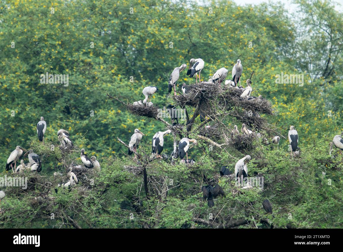 There are several painted storks (Mycteria leucocephalus) in the trees ...
