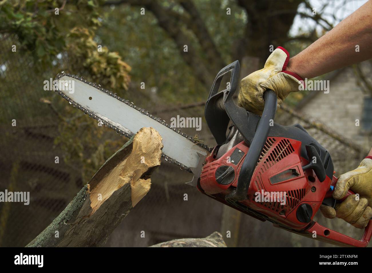 Person in an outdoor setting actively operating a chainsaw to cut ...