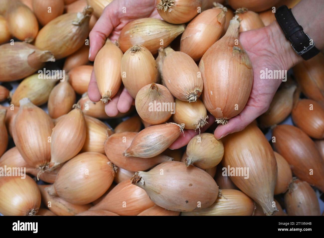 Karlsruhe, Germany. 25th Sep, 2023. Onions of the "Pear-shaped" variety ...