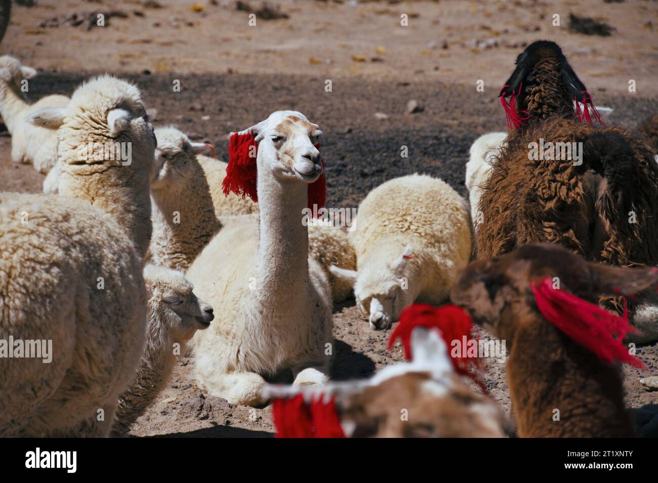 Group of alpacas on Pampa Canahuas in Peru Stock Photo - Alamy