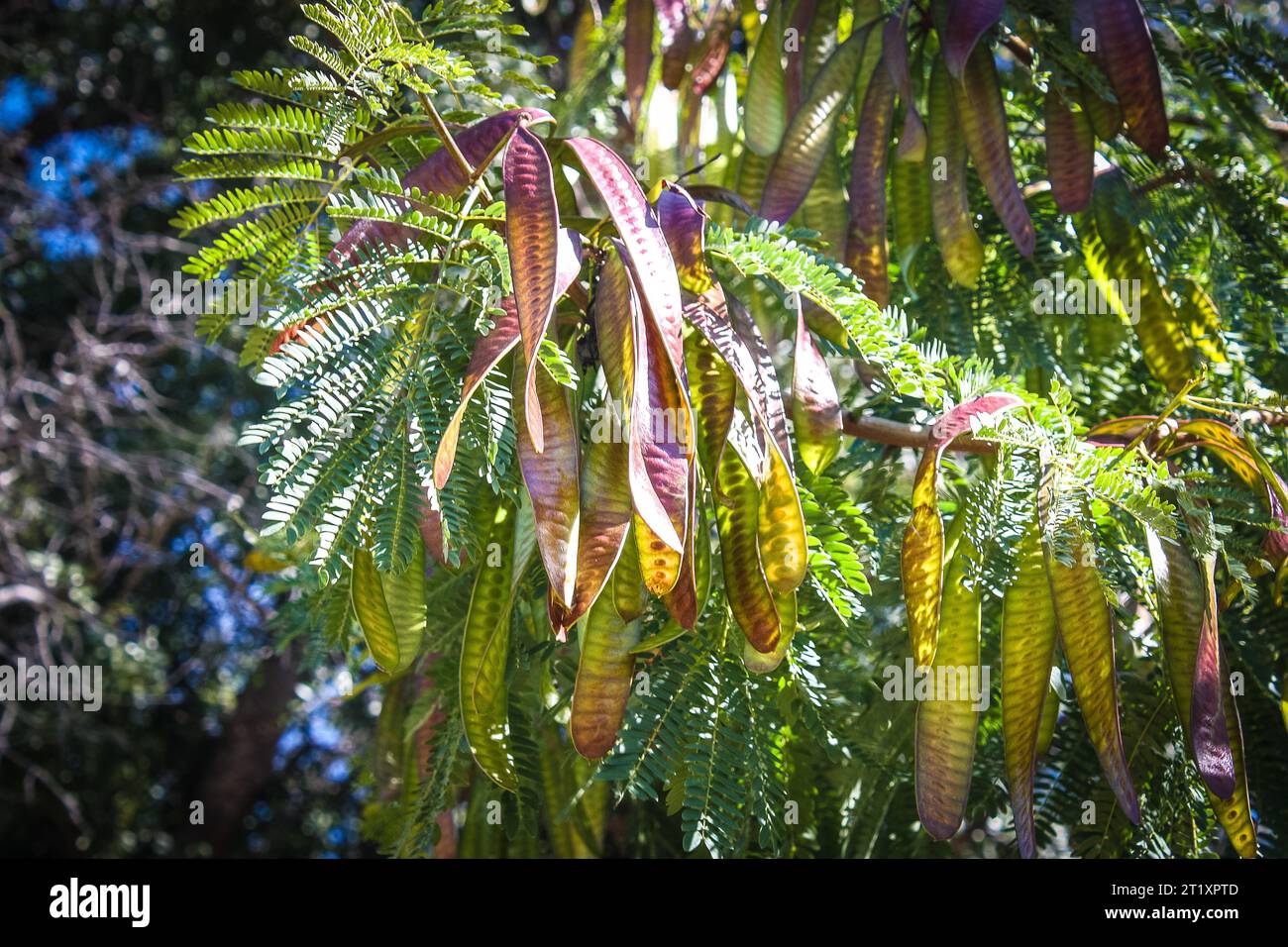 Leadtree hi-res stock photography and images - Alamy
