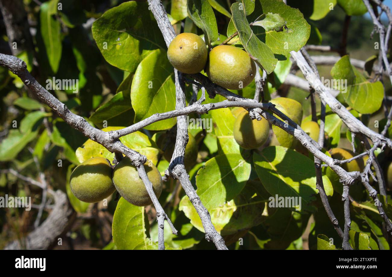 Bush Matome wild Fruit Stock Photo - Alamy