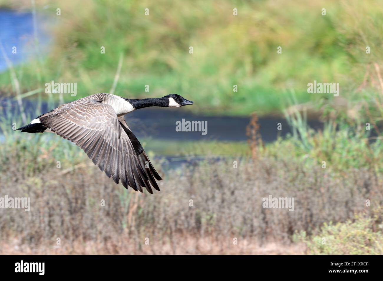 Canadian Geese in Flight Stock Photo - Alamy