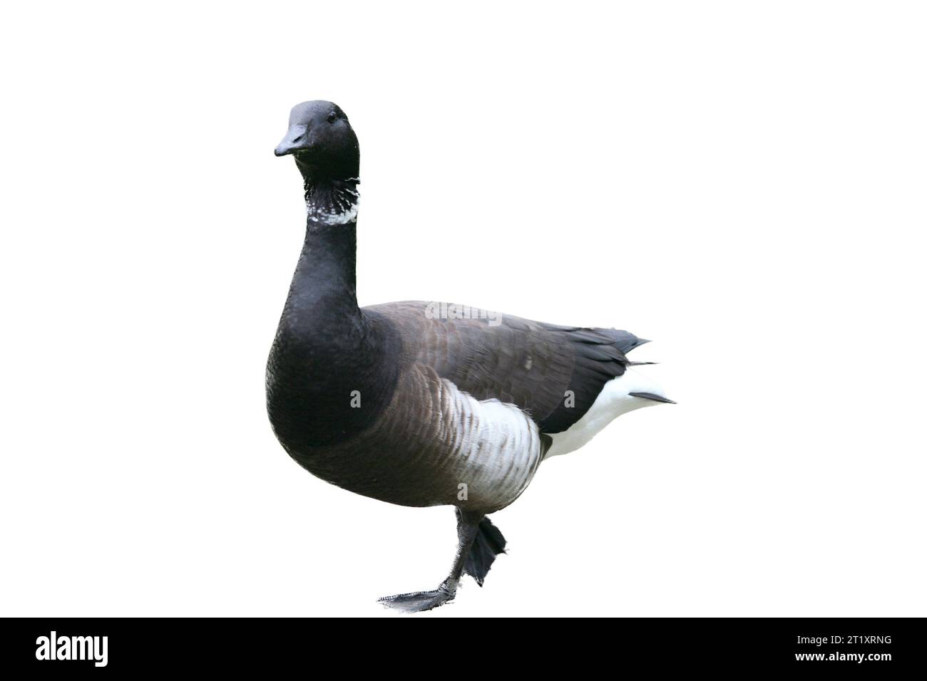 A Pacific Brent Goose (Branta bernicla bernicla) with green background ...