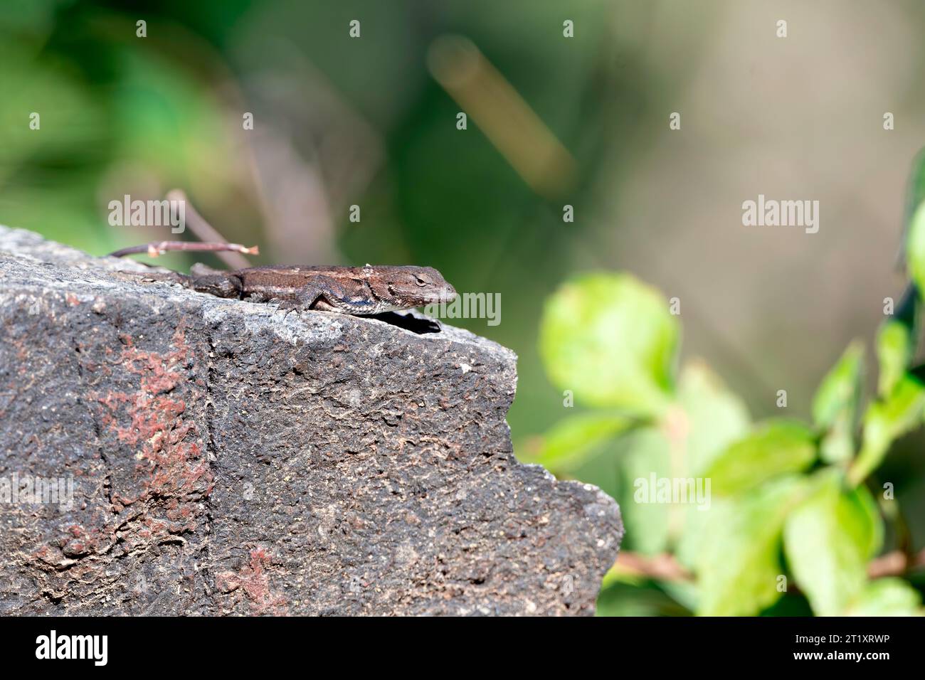 Little Lizard on Rock Stock Photo - Alamy
