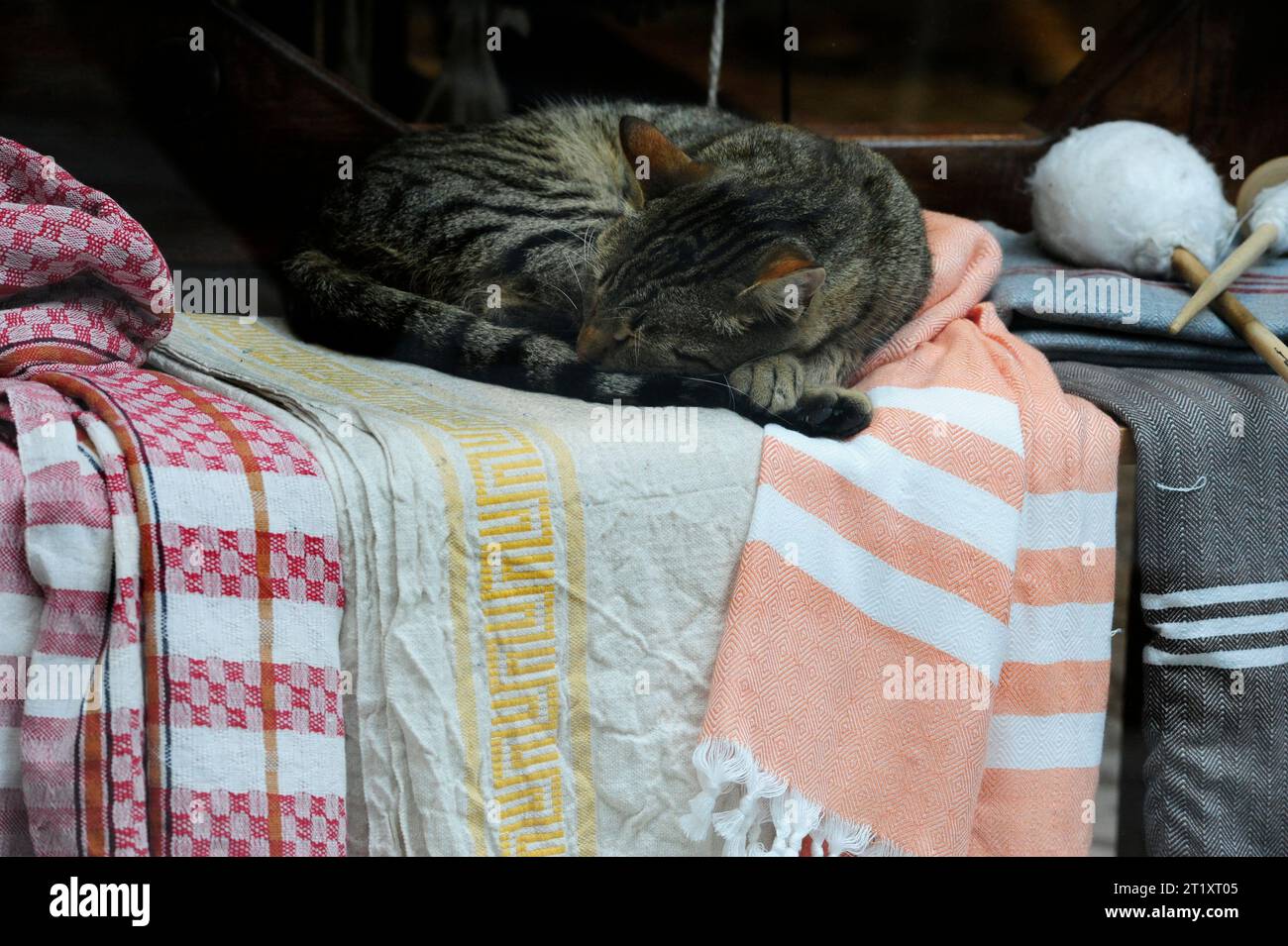 Istanbul stray cats hi-res stock photography and images - Alamy