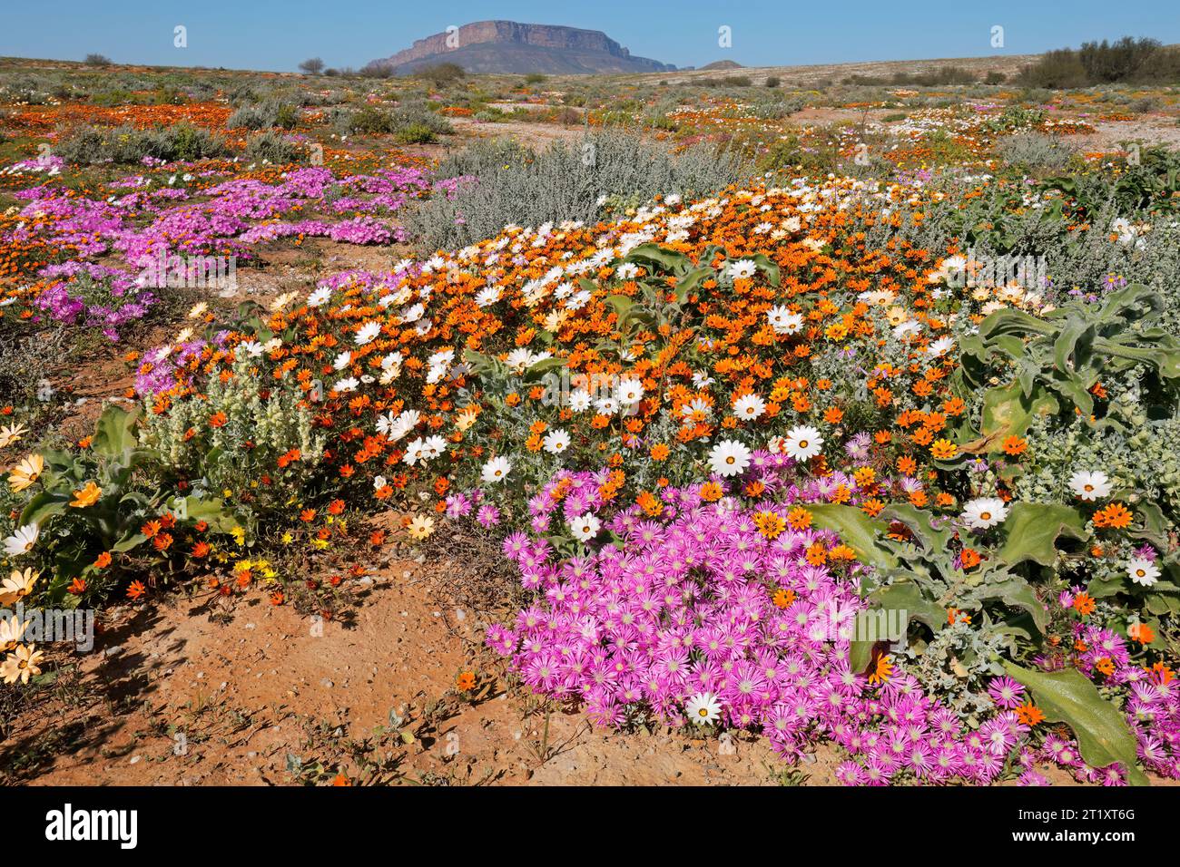 Colorful spring blooming wildflowers, Namaqualand, Northern Cape, South ...