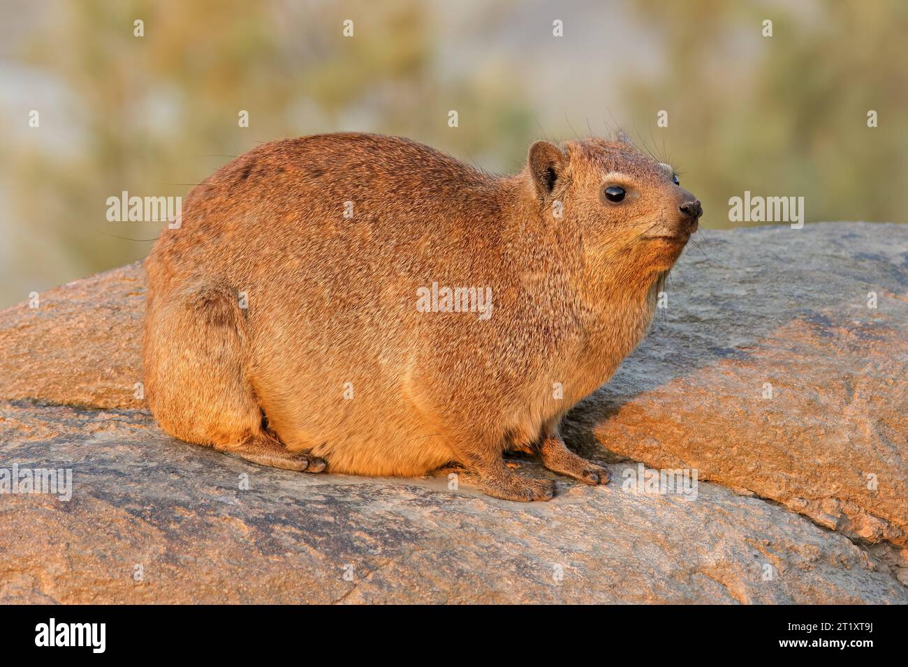 Basking on a rock hi-res stock photography and images - Alamy