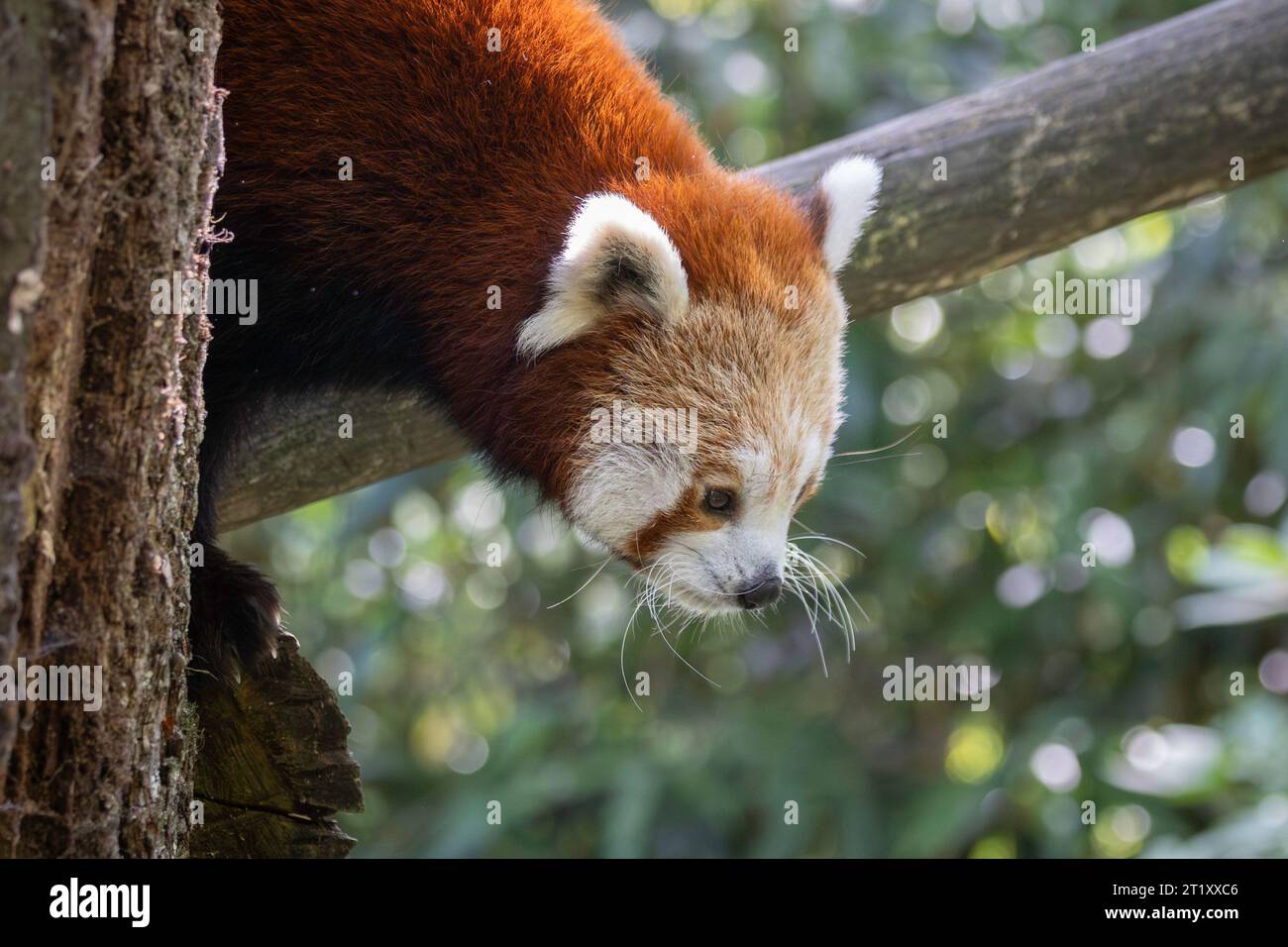 Lesser panda looks downwards from a tree Stock Photo - Alamy