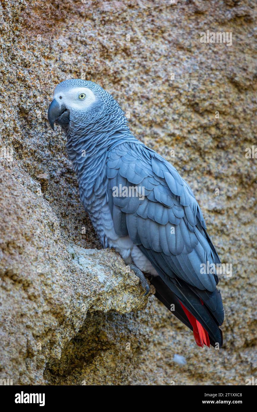 Portrait of a grey parrot Stock Photo - Alamy
