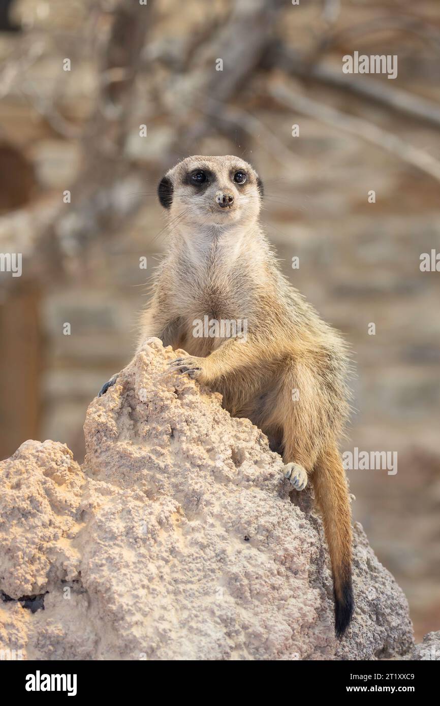 Mongoose eye hi-res stock photography and images - Alamy