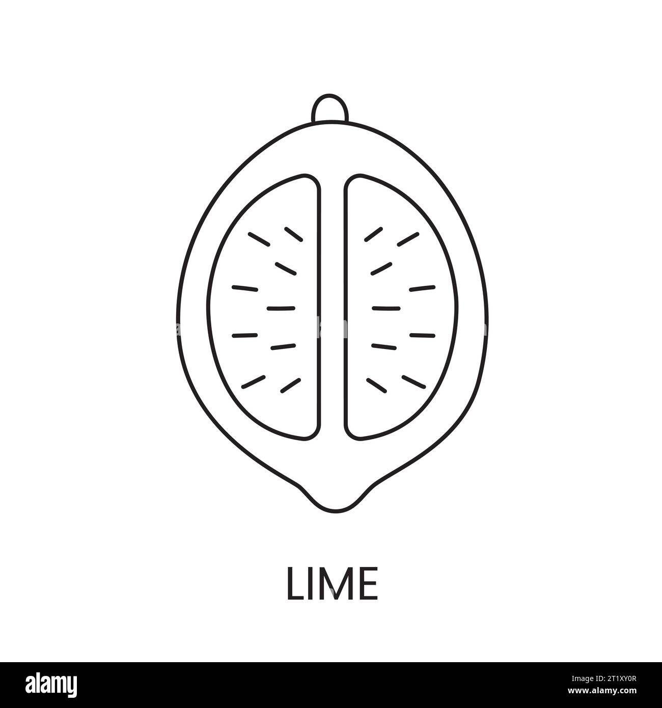 Lime line icon in vector, citrus fruit illustration Stock Vector Image ...