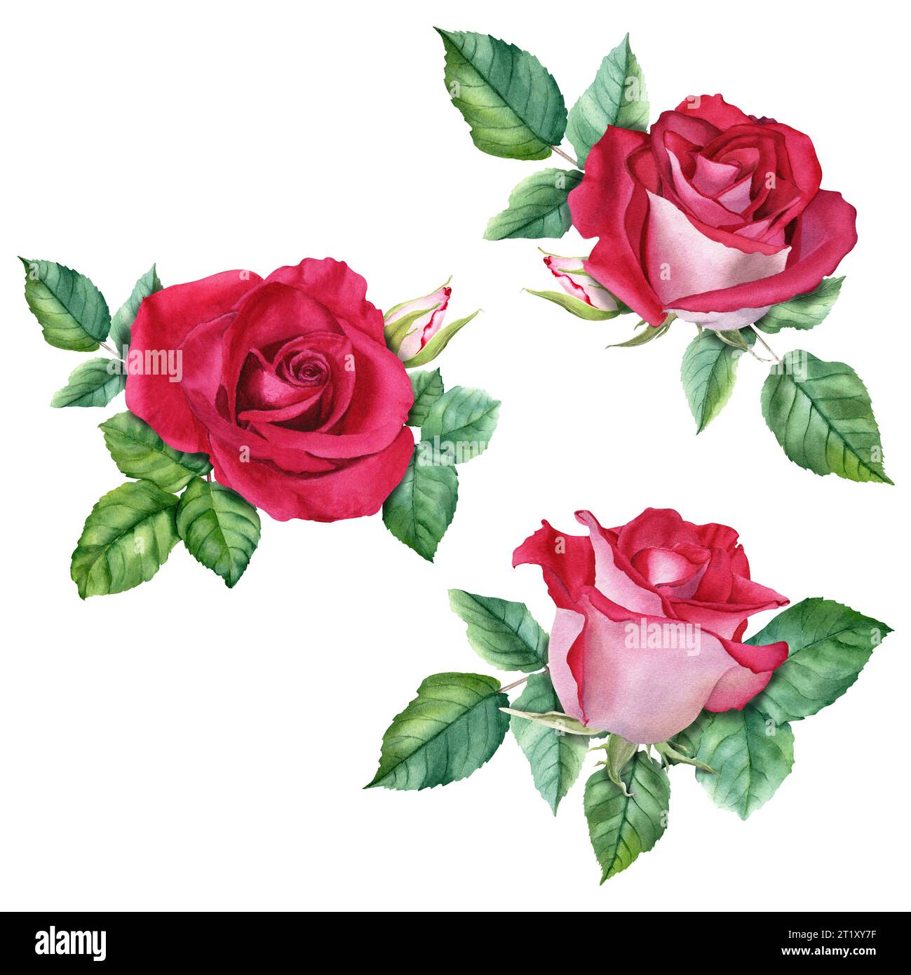A set of compositions with red roses blooms, buds and leaves ...