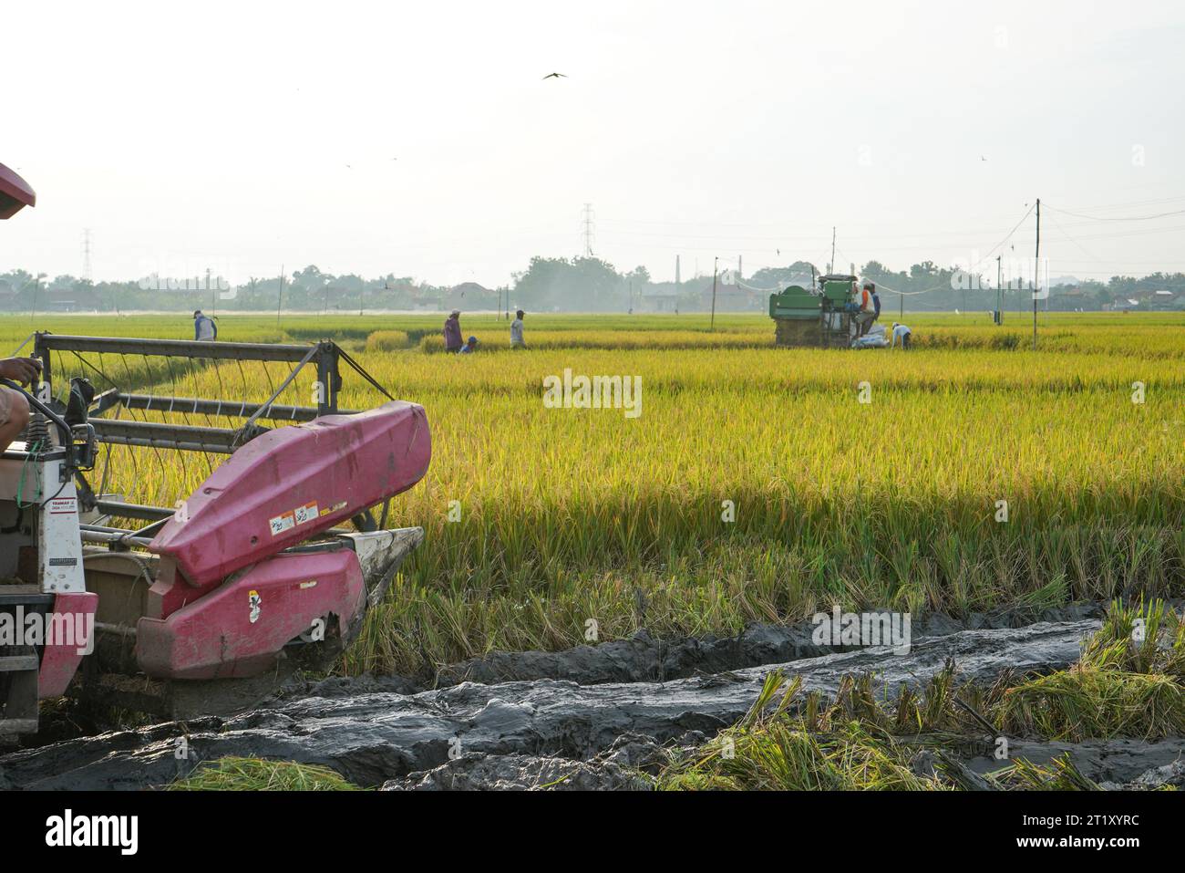 Automatic rice harvester machine is being used to harvest the fields ...