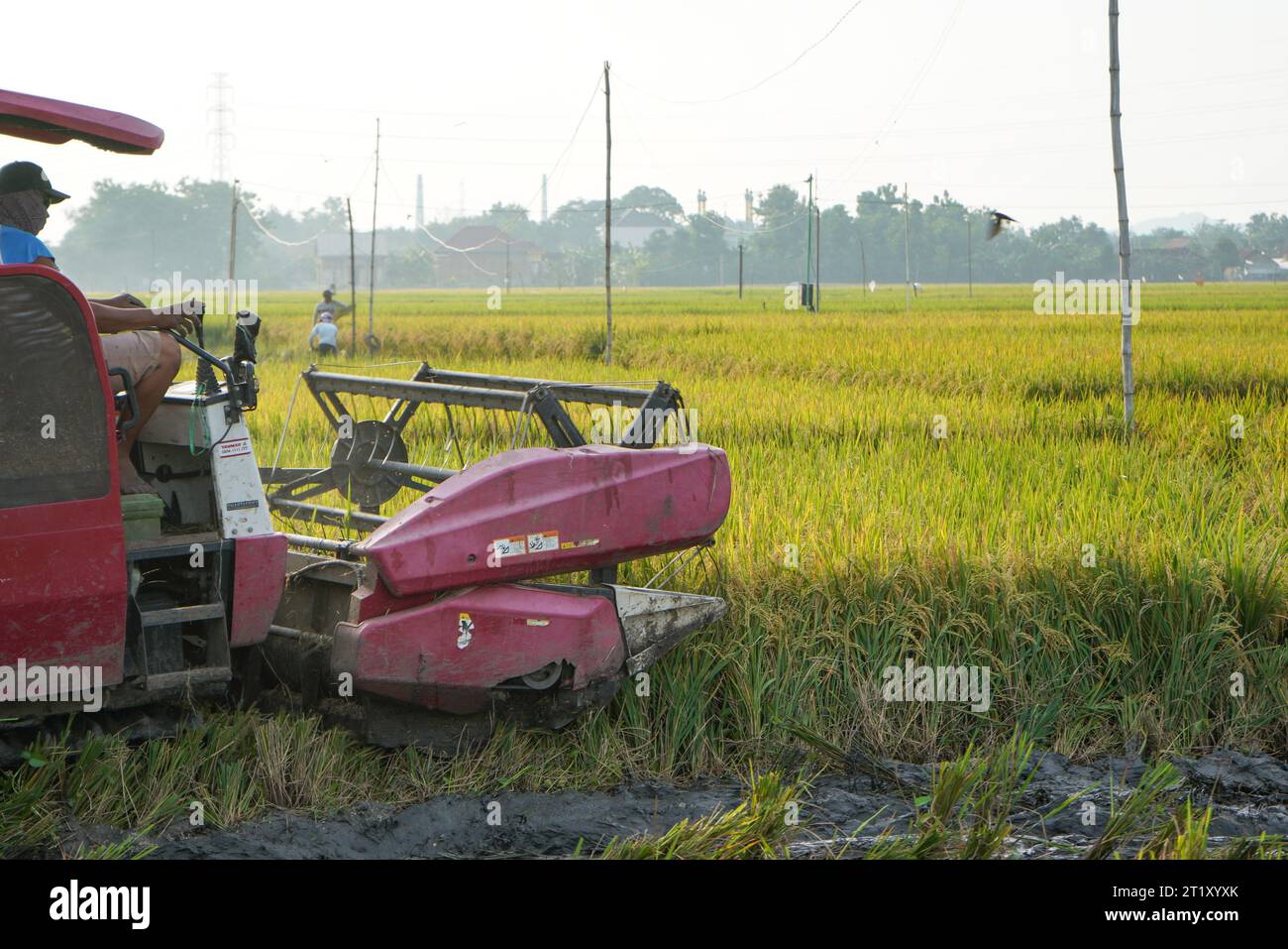 Automatic rice harvester machine is being used to harvest the fields ...