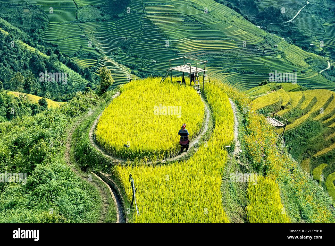 Flower Hmong woman in the rice terraces of Mu Cang Chai, Yen Bai ...