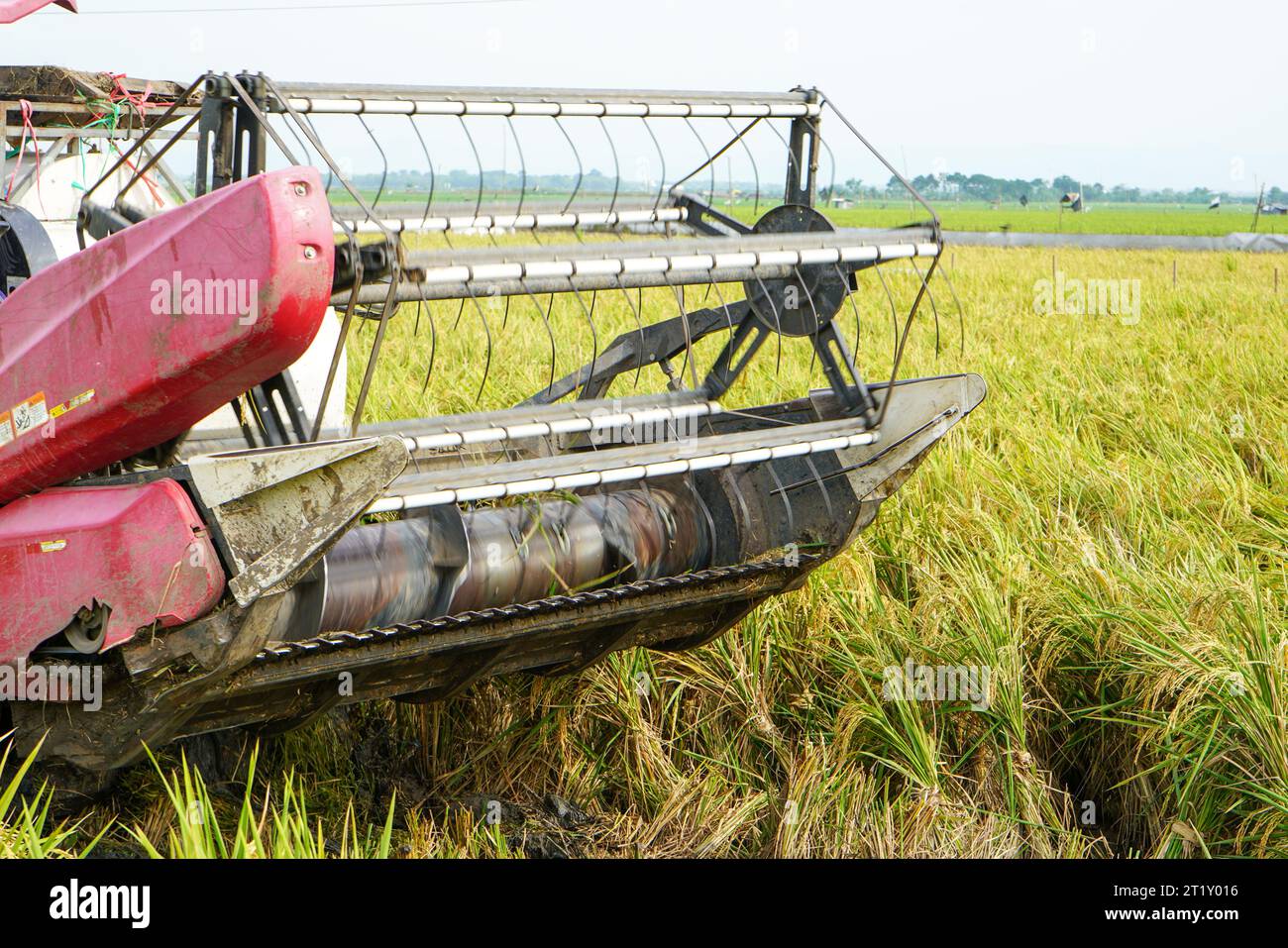 Automatic rice harvester machine is being used to harvest the fields ...