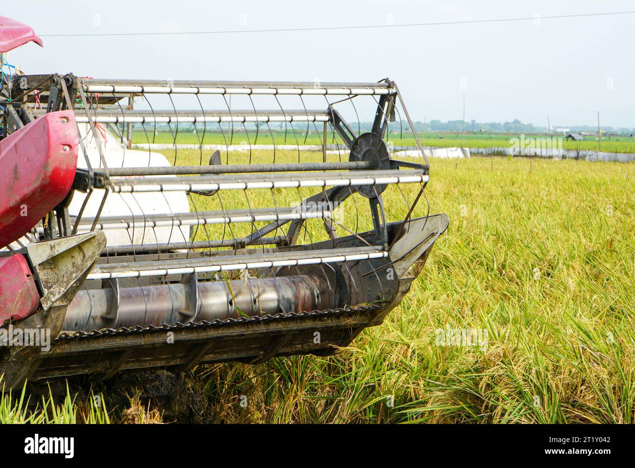 Automatic rice harvester machine is being used to harvest the fields ...