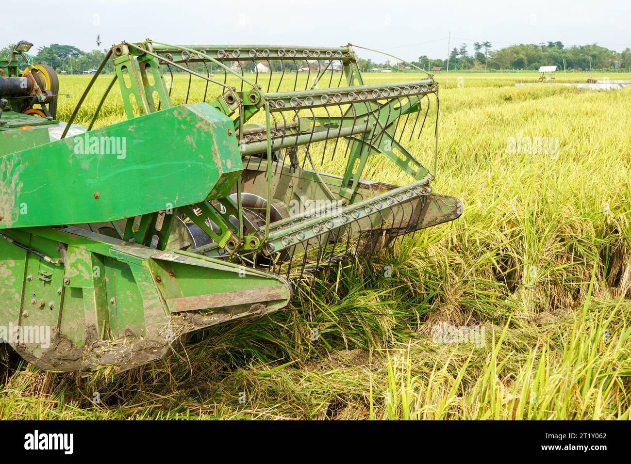 Automatic rice harvester machine is being used to harvest the fields ...