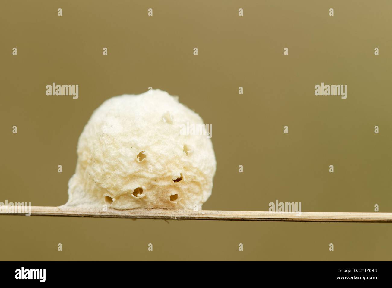 Communal foam nest of the braconid wasp larvae (Microgastrinae Stock ...