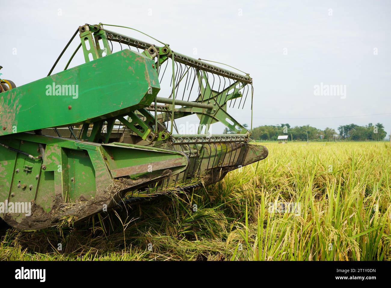Automatic rice harvester machine is being used to harvest the fields ...